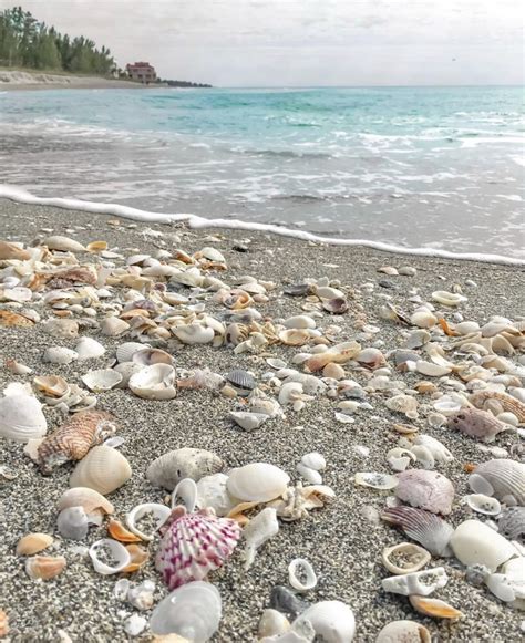 The Living Sea Shells A Photo Gallery Of Sanibel Island Shells Artofit