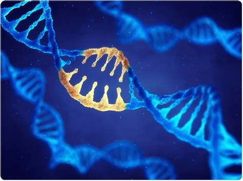 What Are Single Gene Disorders