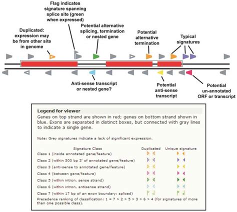 Interpretation Of Expressed Signatures Of Different Classes A Diagram Download Scientific