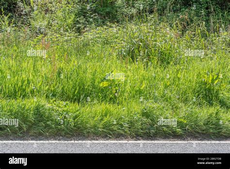 Mass Of Roadside Weeds Engulfing The Grass Verge Of A Rural Country