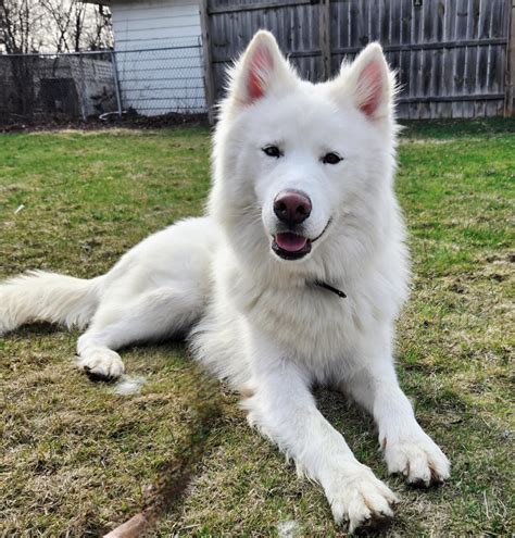 Adopt Moose The Samoyed Mix Today Find Paw Pal