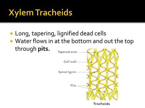 Ppt Plant Vascular Tissue Powerpoint Presentation Free Download Id 2160628