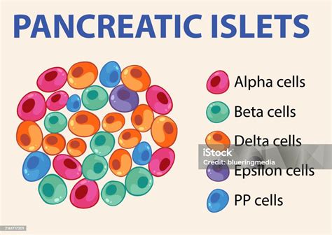 Illustration Of Different Pancreatic Islet Cells Stock Illustration