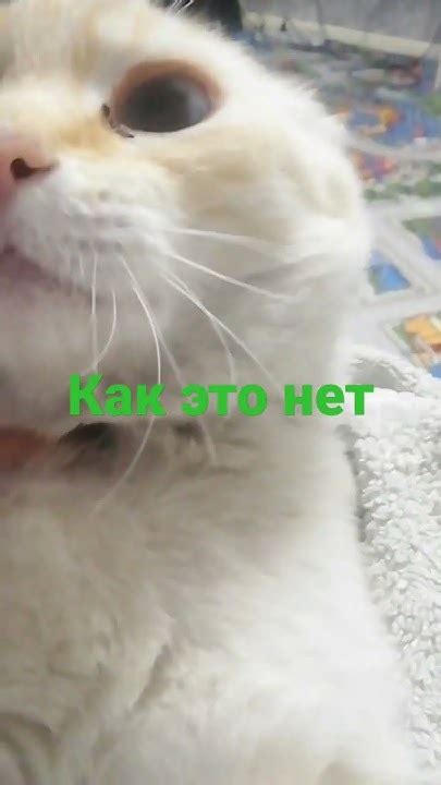 кот шаурма - YouTube