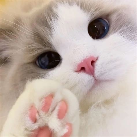 猫猫 堆糖，美图壁纸兴趣社区