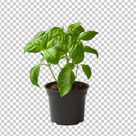 Premium Psd Plant Psd Png