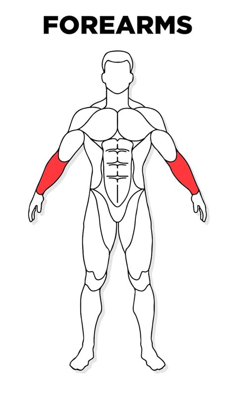Halaman 2 Vektor Diagram Otot Unduh Vektor Berkualitas Tinggi