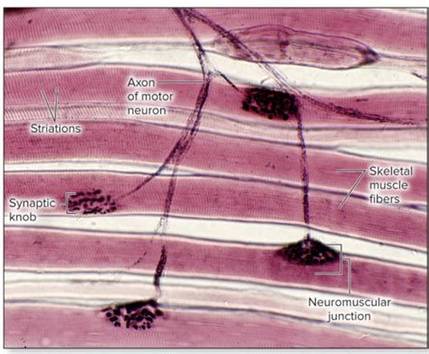 Muscles Flashcards Quizlet