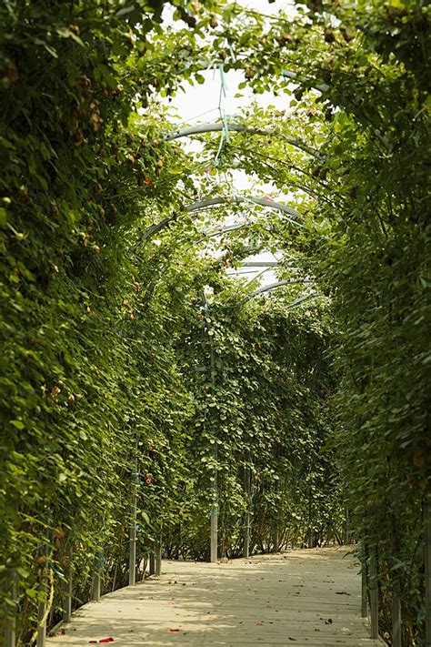 Green Passage In The Park Background Wallpaper Image For Free Download