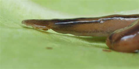 En Francia Hay Una Silenciosa Invasión De Gusanos Gigantes Depredadores Infobae