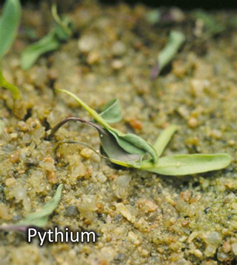 Diseases And Pests Seedling