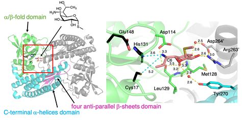 Structure Function Analysis Of A New Type Of Amide Bond Forming Enzyme