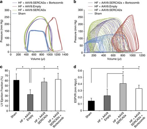 Pressure Volume Loop Analysis Reveals No Differences In Cardiac Download Scientific Diagram