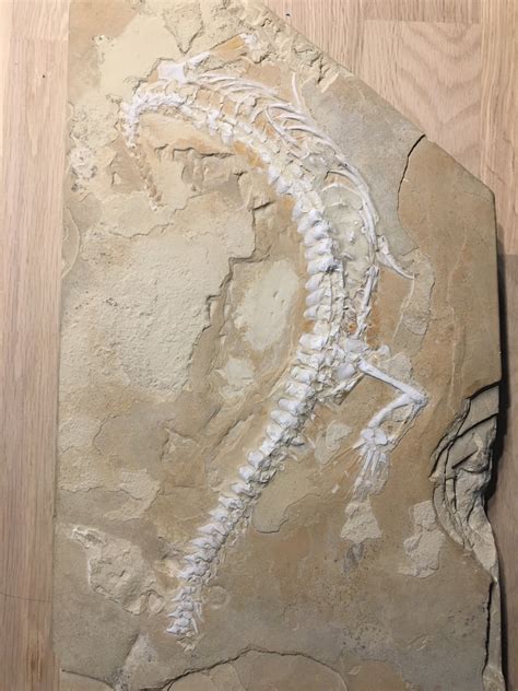 Mesosaurus Fossil Id The Fossil Forum