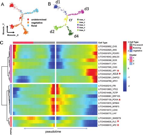Bud Differentiation Trajectories A Simulation Of The Differentiation