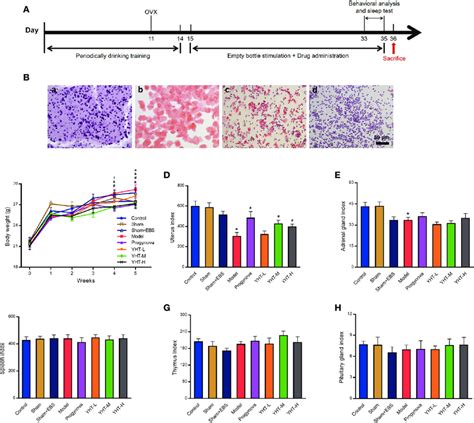 Effects Of Yht On The Body Weight And Organ Index In Menopausal Mice