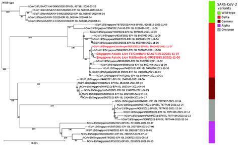 Figure Maximum Likelihood Phylogenomic Tree From A Case Of