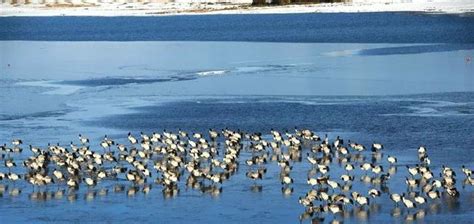 COP15大山包黑頸鶴踏雪繪畫 每日頭條