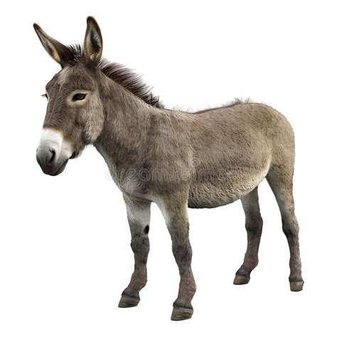 Se Genera Una Representación 3d De Un Burro Que Se Encuentra En Un