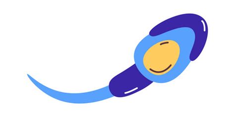 Male Sex Cell Royalty Free Vector Image Vectorstock