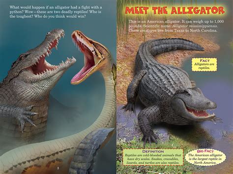Alligator Vs Python Who Would Win Scholastic Canada