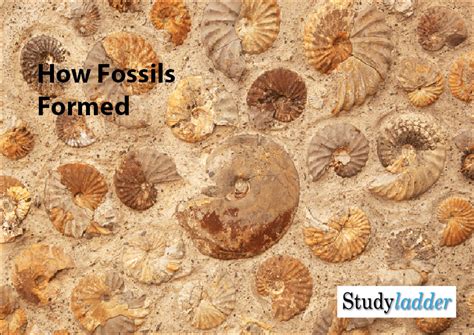 Fossils How Are They Formed At Nicholas Ramsey Blog