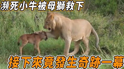新生小牛被拋棄，瀕死時一隻母獅竟收養了它！接下來發生的事情超乎意料 Youtube