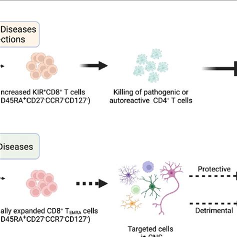 Cd45ra Cd27 − Ccr7 − Cd127 − Cd8 T Emra Cells In Human Diseases A Download Scientific