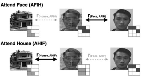 Publications Dynamic Brain And Memory Lab