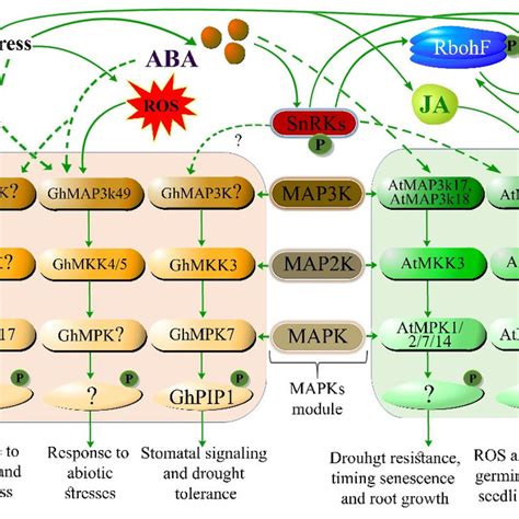 Pdf Insights Into Drought Stress Signaling In Plants And The Molecular Genetic Basis Of Cotton