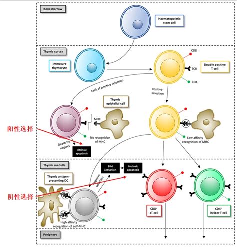 免疫细胞 T细胞分类及标记物汇总详解版 哔哩哔哩