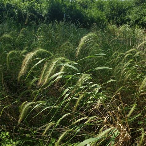 17 Native Grasses Of Kentucky