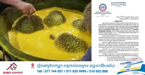 ទុរេននាំចូលដែលនាំឱ្យខូចសុខភាព តែអ្នកលក់កុហកថា ជាទុរេនកំពត កំពង់ចាម បាត់ដំបង ត្បូងឃ្មុំ ជាដើម