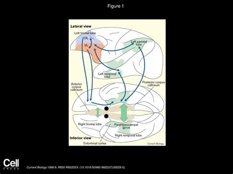 Memory Dissociating Multiple Memory Processes Ppt Download