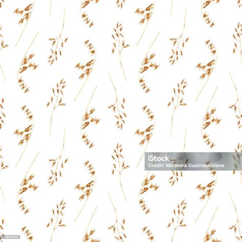 귀리 식물 식용 녹말 곡물 길들여진 곡물 잔디와 함께 수채화 동적 완벽 한 패턴 손으로 그린 반복 패턴은 벽지 직물 섬유를 감싸기 위해 흰색 배경에 고립되어 있습니다 0명에