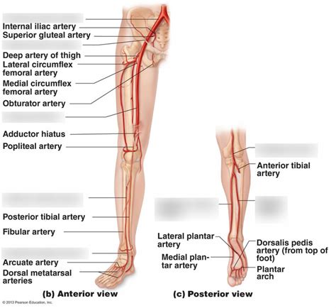 Fibular Artery Anterior View Fibular Artery Anterior View
