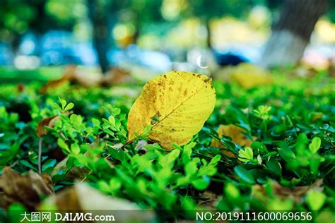秋季在草地上落叶近景摄影图片 大图网图片素材