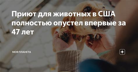 Приют для животных в США полностью опустел впервые за 47 лет МОЯ ПЛАНЕТА Дзен