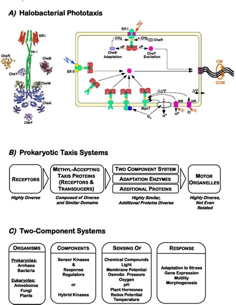 Two Component Signalling Through The Evolutionary Re Combination Of Download Scientific