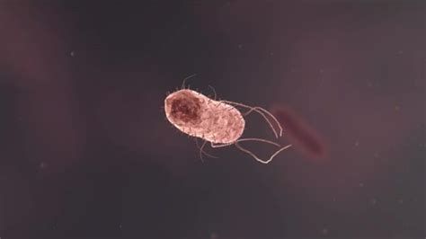 65 Rod Shaped Bacteria Videos Royalty Free Stock Rod Shaped Bacteria Footage Depositphotos