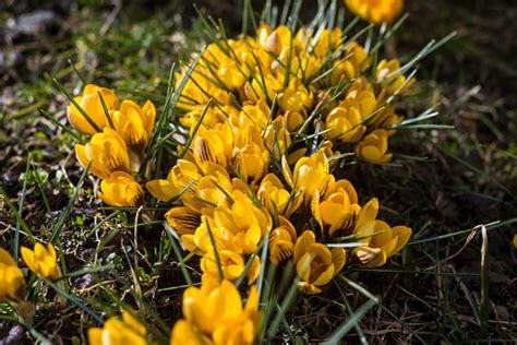 초원에 피는 노란 크로커스 꽃의 그룹의 클로즈업아름다운 봄 배경 봄철 밝은 태양 아래 노란색 크로커스의 예쁜 그룹 유럽매크로 사진 0명에 대한 스톡 사진 및 기타 이미지