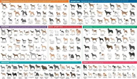 Dog Breed Classifications