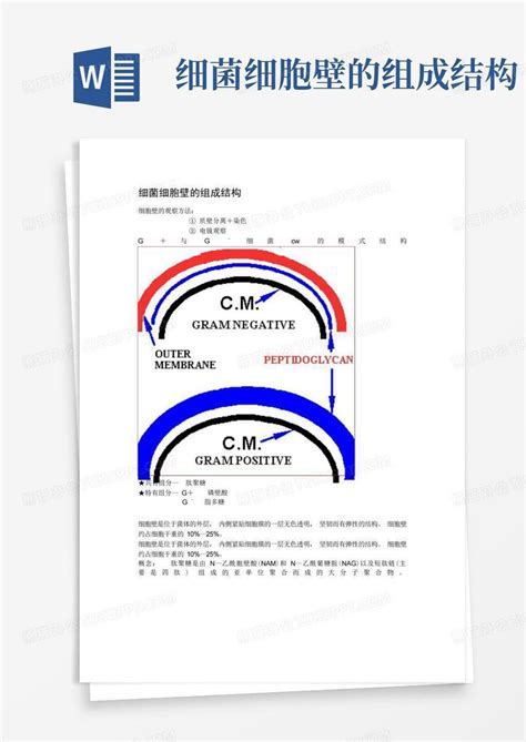 细菌细胞壁的组成结构word模板下载 编号qxvonzbb 熊猫办公