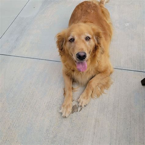Ginger Gh 1217 Fta Goldheart Golden Retriever Rescue