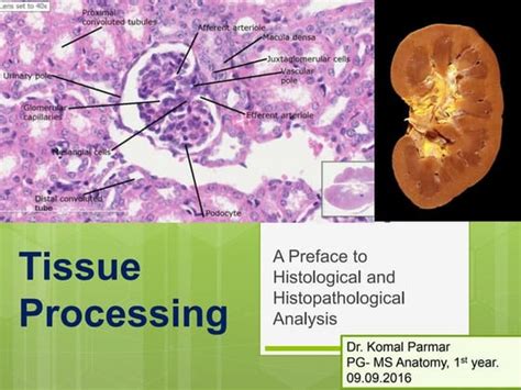 Tissue Processing In Histopathology Ppt