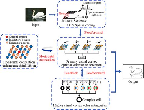A Contour Perception Model That Simulates The Complex Connection Download Scientific Diagram