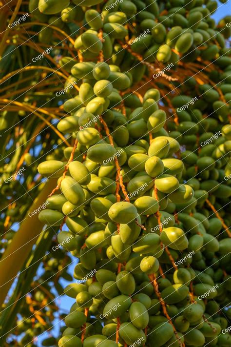 A Big Cluster Of Date Fruits Hanging On The Date Palm Tree Photo