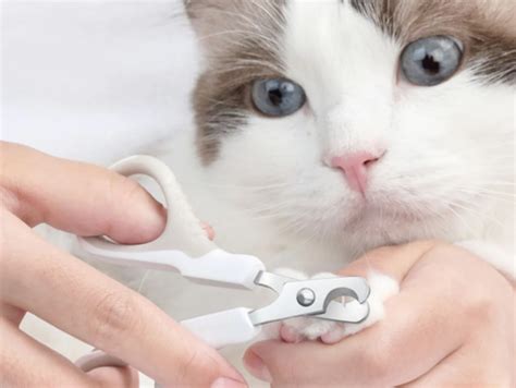 猫咪指甲怎么剪 宠物网问答
