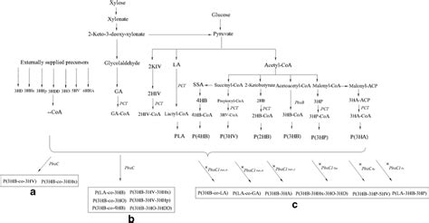 Substrates Synthetic Pathways And Pha Synthases Involved In The