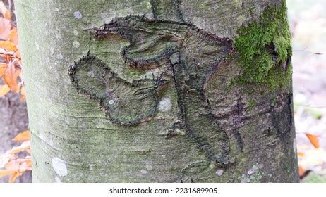 2 423 Trunk Scar Images Stock Photos Vectors Shutterstock